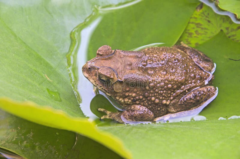 Top View of Brown Toad on Water Lily Leaf Stock Photo - Image of cute ...