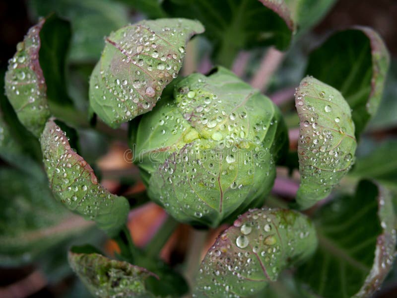 Top View of Brussels Cabbage in Dew Drops Stock Photo - Image of leaves ...
