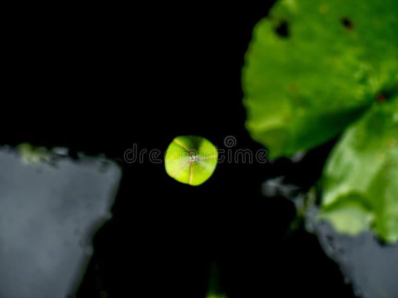 Top View of Bud Lotus stock photo. Image of colorful - 356310676