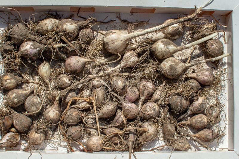 Top View Bulbs of Garlic with Roots Lie on a Tray and Dry in Sunlight ...