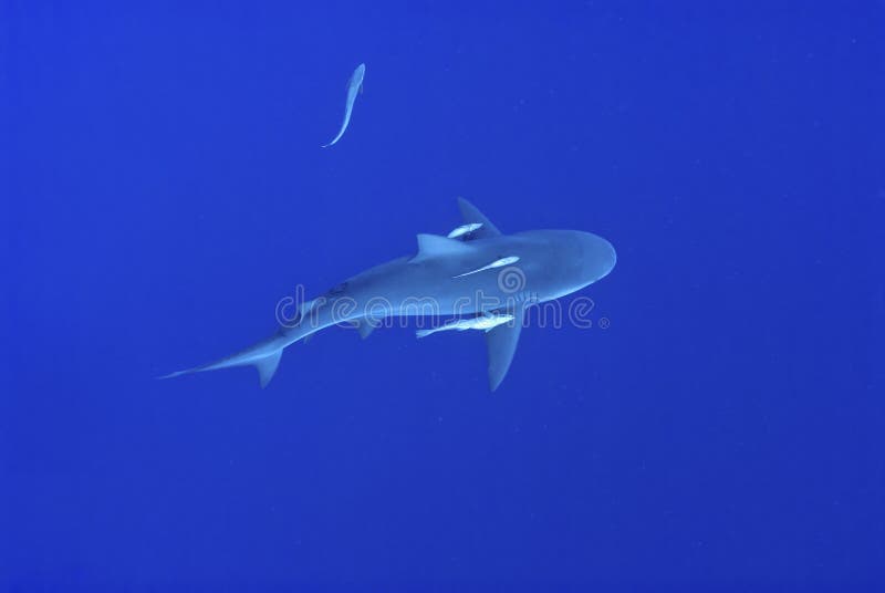 Top view of bull shark stock photo. Image of ocean, indian - 22911938