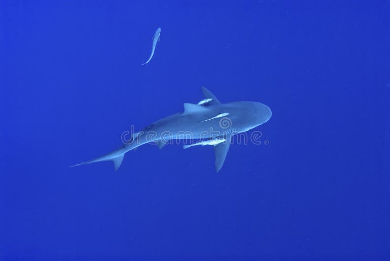 912 Shark Top View Stock Photos - Free & Royalty-Free Stock Photos from ...