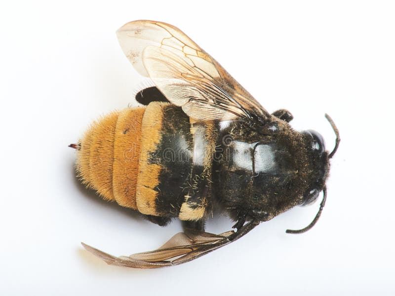 Top view of a Bumblebee stock image. Image of shot, white - 44429945