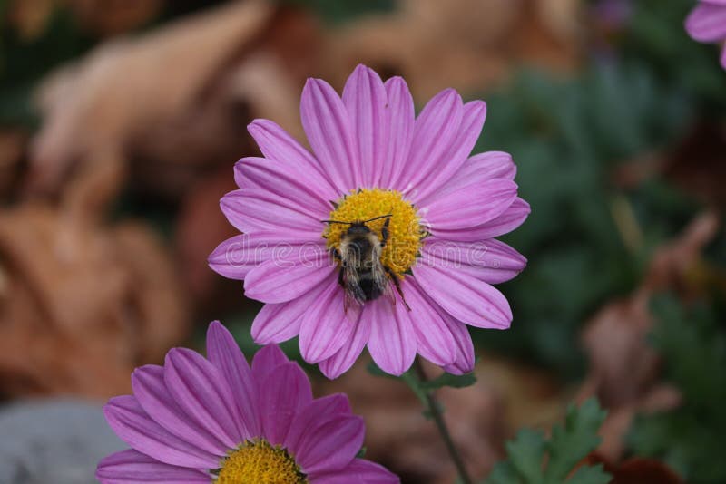 Top View of a Bumblebee Pollinating a Purple Chrysanthemum Flower Stock ...