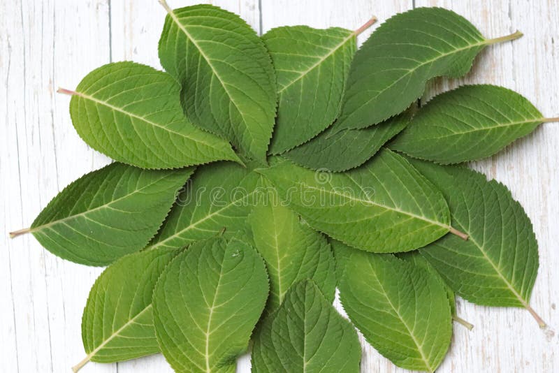 Top View of a Bunch of Green Leaves on a White Table Stock Image ...