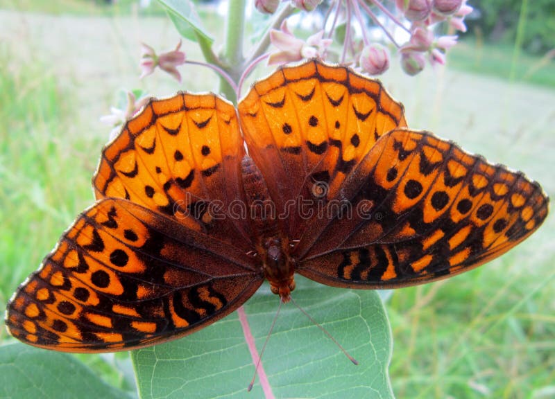 Top view of a butterfly stock photo. Image of wallpaper - 55620734
