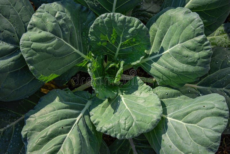 Top View of Cabbage Bush with Large Leaves with Water Drops Stock Image ...