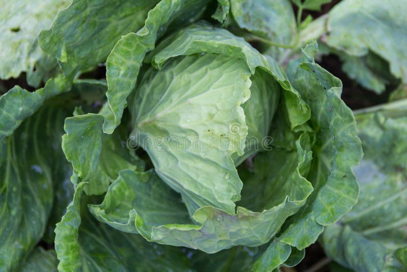 Top View of a Cabbage in the Family Organic Garden Stock Photo - Image ...