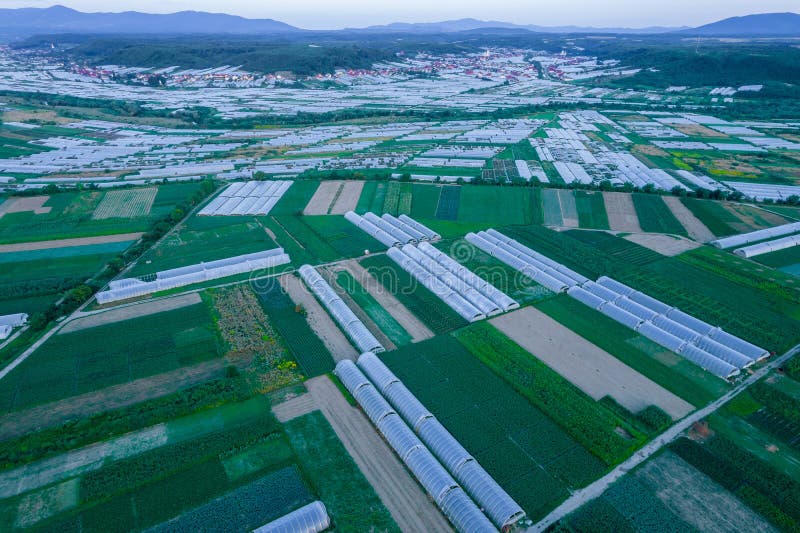 Top View of Cabbage Fields and Greenhouses. Growing Vegetables. Export ...