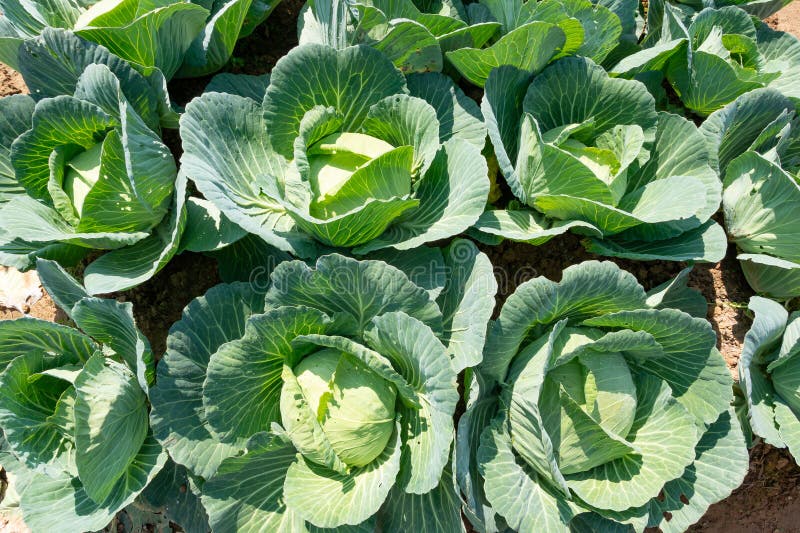 Top View Cabbage Filed Horizontal Composition Stock Image - Image of ...