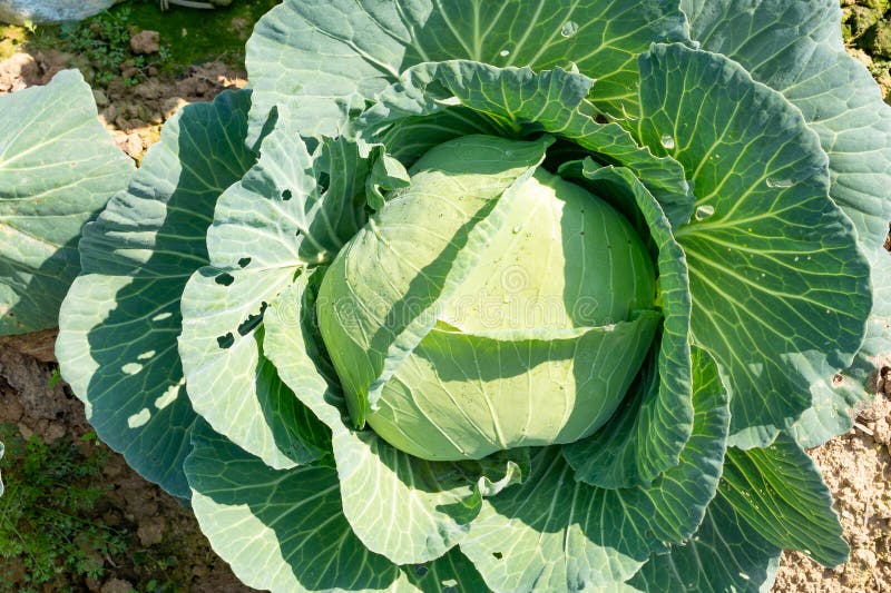 Top View Cabbage Filed Horizontal Composition Stock Photos - Free ...