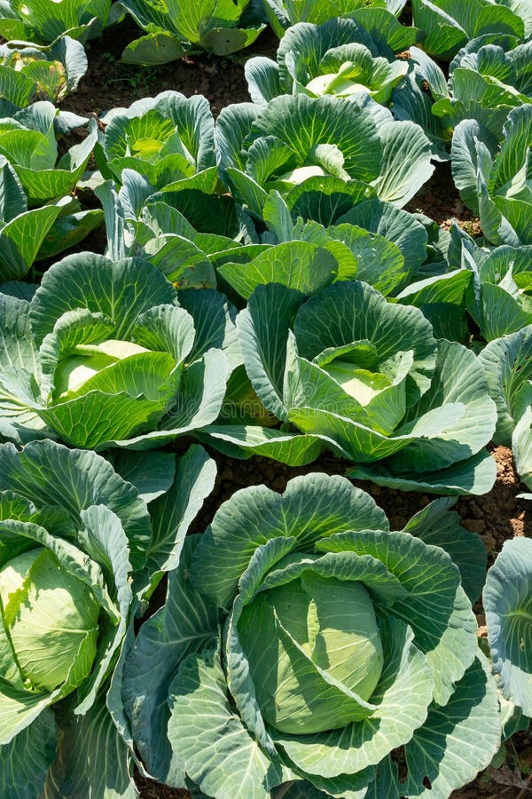 Top View Cabbage Filed Vertical Composition Stock Image - Image of ...