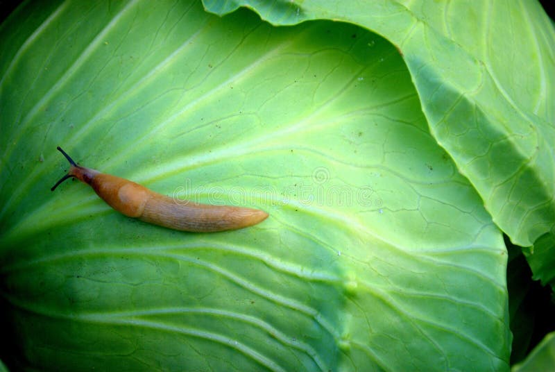 Top View on Cabbage Forks and Slug on Its Leaves. Stock Photo - Image ...