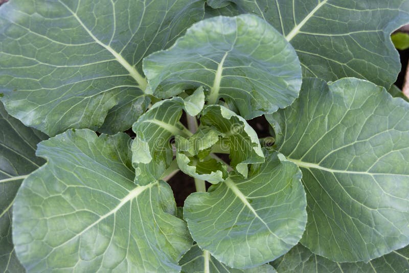 Top View of Cabbage with Large Leaves Growing in a Garden Bed Stock ...