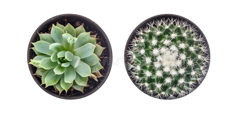 Top view of cactus stock photo. Image of isolated, white - 98491872