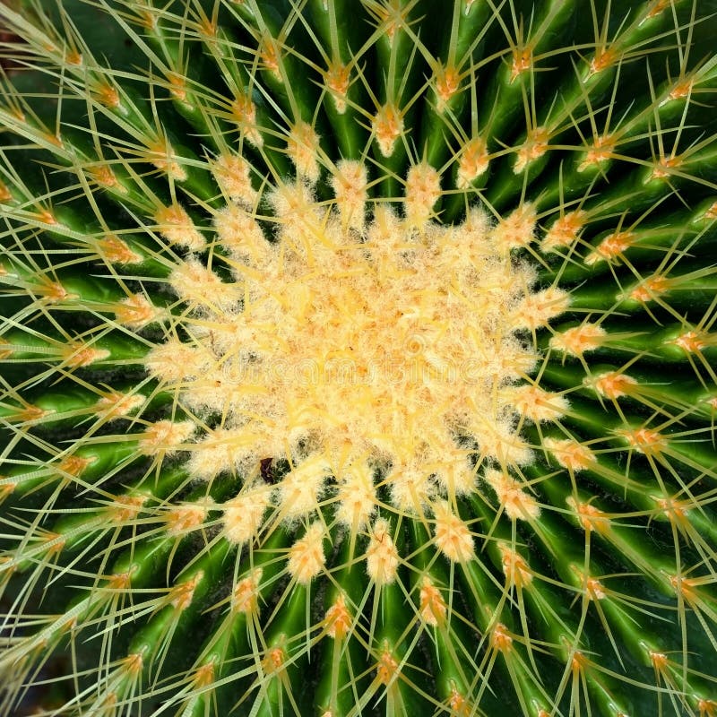 Top view cactus stock photo. Image of existence, natural - 115849876