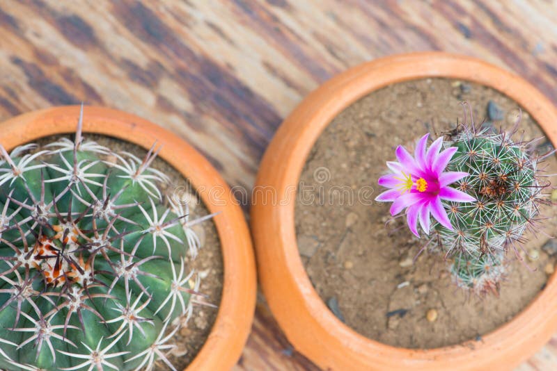 Top View of Cactus in Flower Pot on Wood Table Stock Image - Image of ...