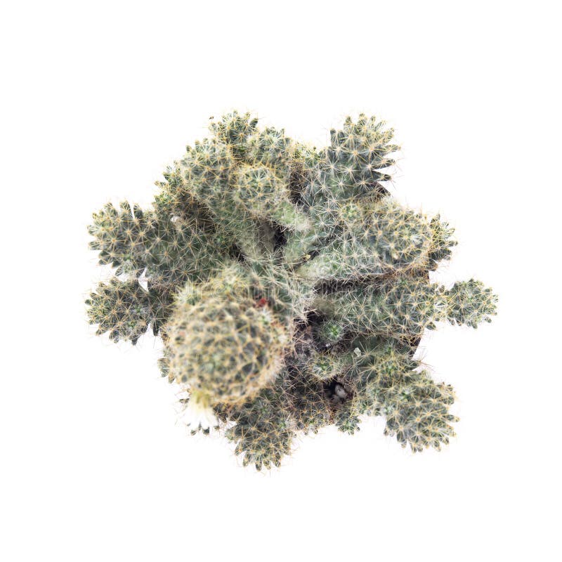Top View Cactus Isolated on White Background Stock Image - Image of ...