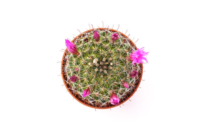 Top View of Cactus with Pink Flowers Isolated on White Stock Photo ...