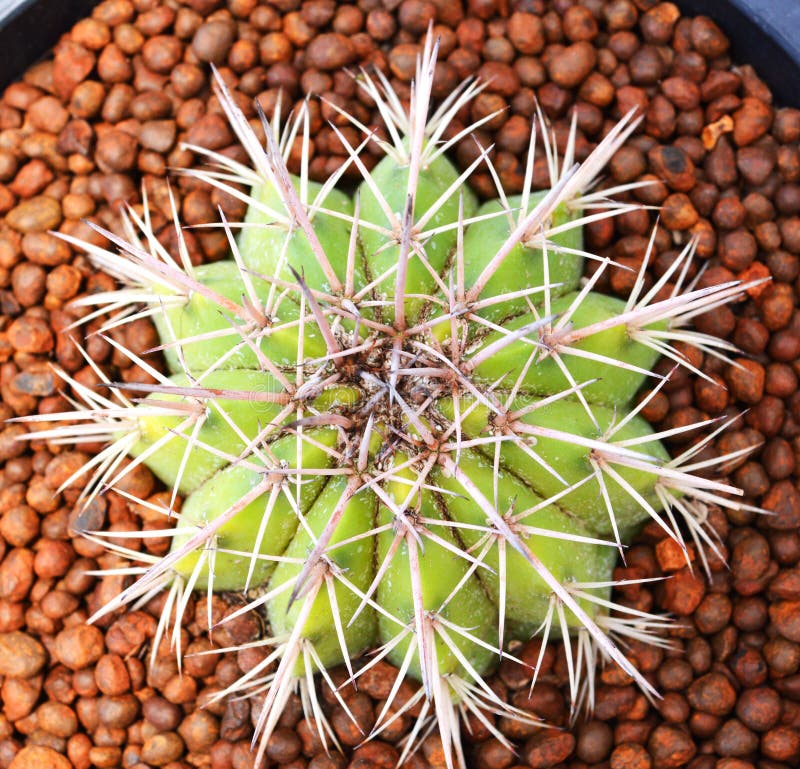 Top view of cactus stock photo. Image of potted, growth - 41636982