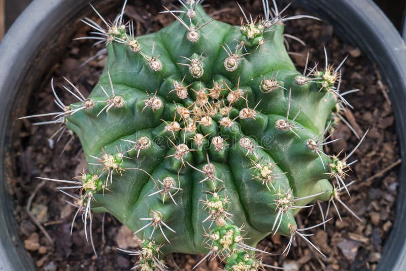 Top view cactus stock image. Image of garden, botany - 70865049