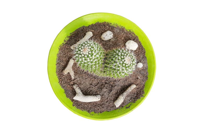 Top View of Cactus in a Pot Stock Image - Image of potted, path: 85533165