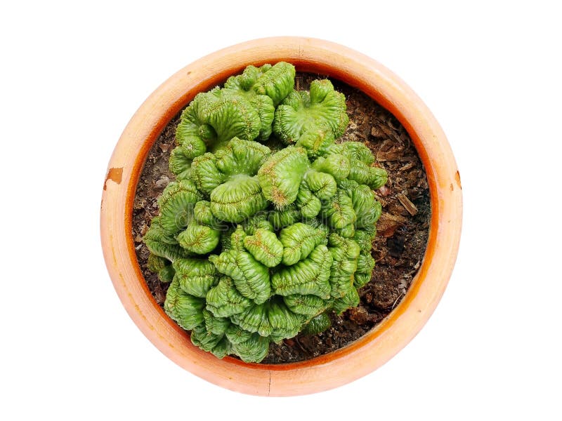 Top View of Cactus in a Pot Stock Image - Image of potted, path: 85533165