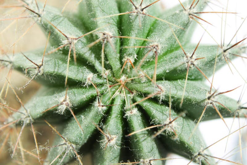 Top View of Cactus. the Texture of the Cactus Stock Image - Image of ...