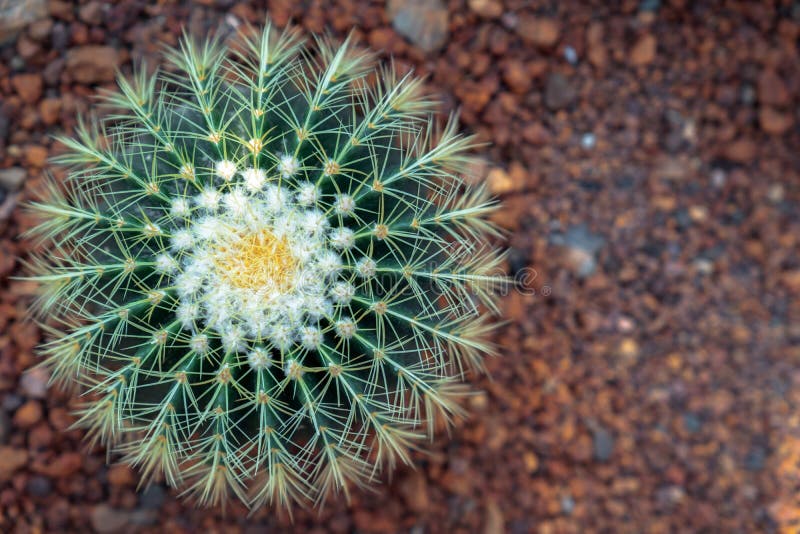 Top view of cactus stock image. Image of exotic, decoration - 182267601