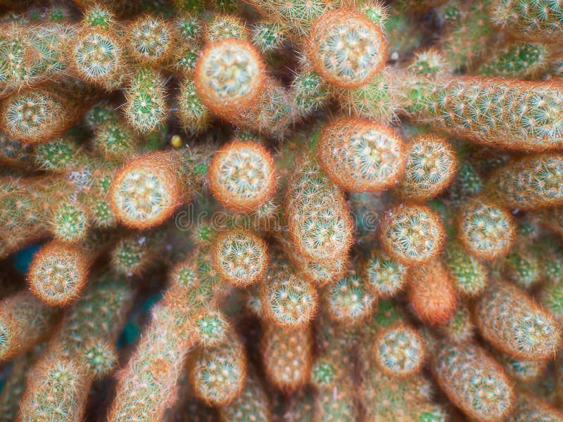 Top view Cactus tree. stock image. Image of pattern - 102183679