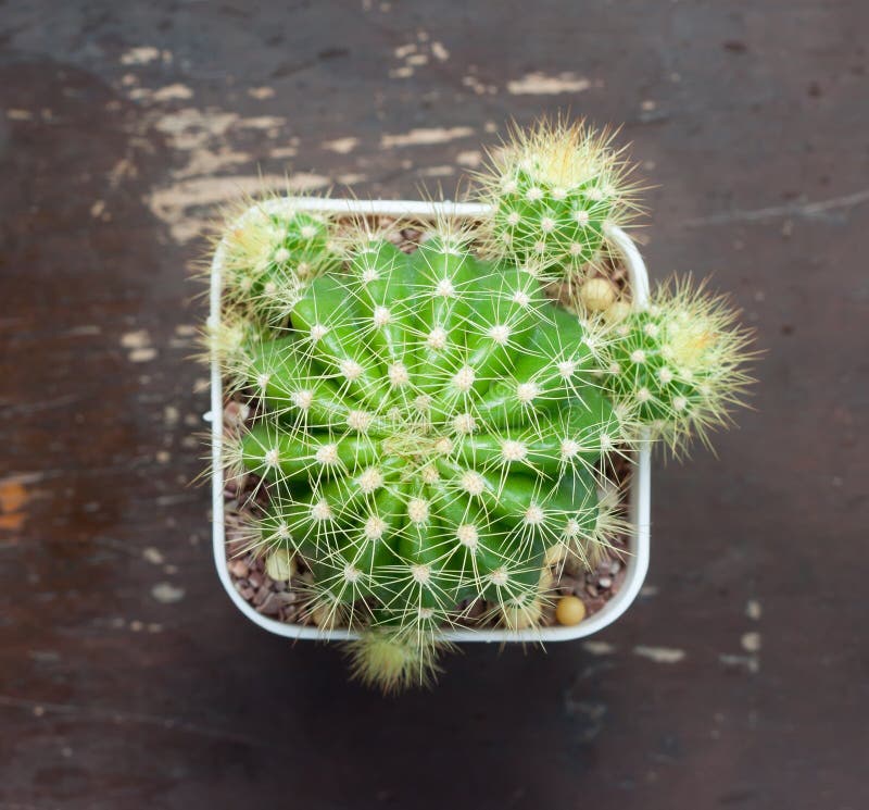 Top View of a Cactus on Wood Table Stock Photo - Image of pattern ...