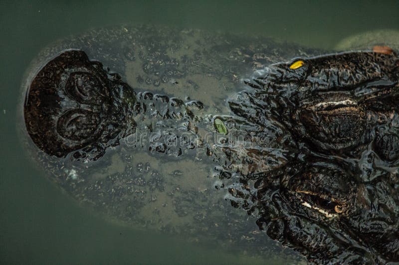 Top View of Caiman in Water. Stock Photo - Image of caimans, endangered ...