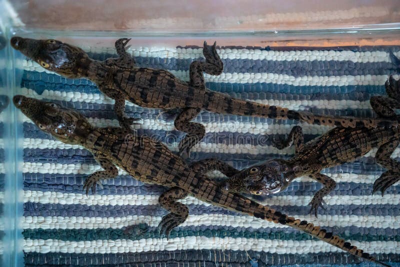 Top View of Caimans on the Carpet on the Ground Stock Photo - Image of ...