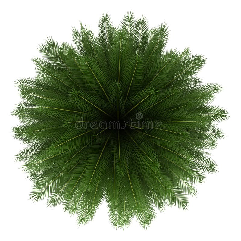 Top View of Canary Island Date Palm Tree Isolated Stock Illustration ...