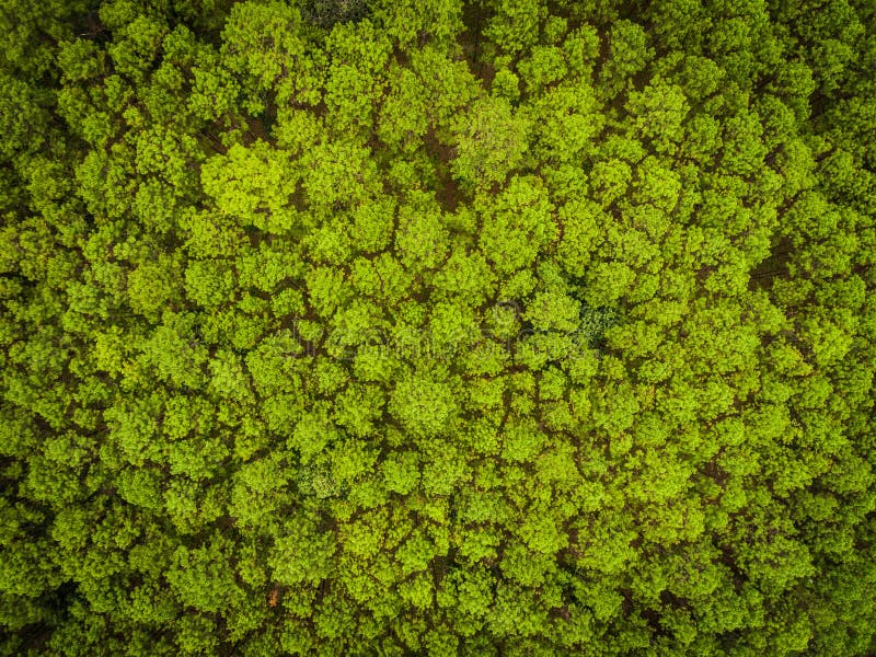 Top View Caribaea Pine Tree Woods Stock Photos - Free & Royalty-Free ...