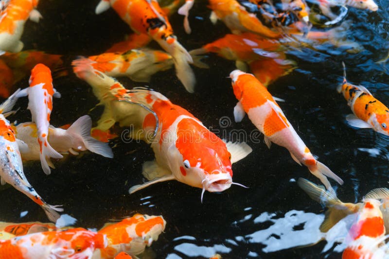 Top View of Carp Fish - Group of Koi Carps Swimming in Pool, Fancy Carp ...