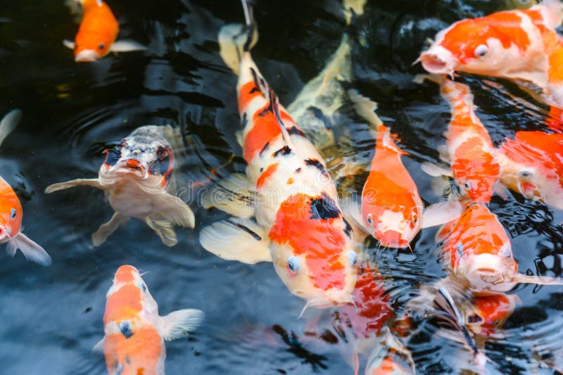 Top View of Carp Fish - Group of Koi Carps Swimming in Pool, Fancy Carp ...
