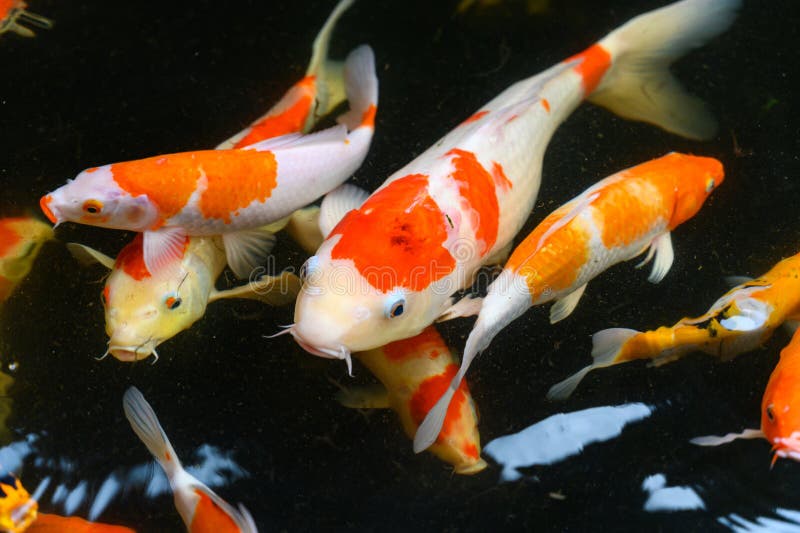 Top View of Carp Fish - Group of Koi Carps Swimming in Pool, Fancy Carp ...