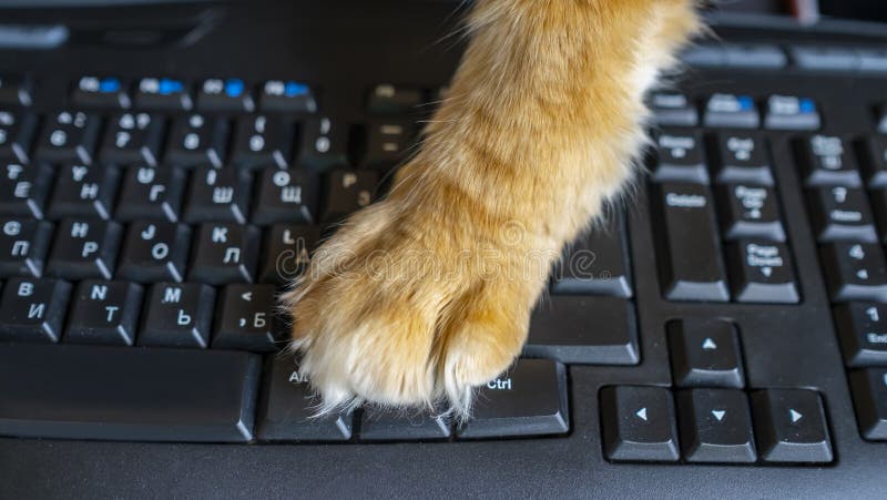 Top View of Cat Ginger Paw on Computer Keyboard. Stock Image - Image of ...
