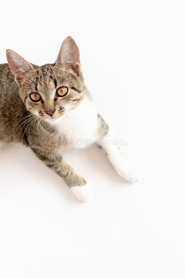 Top view of cat`s fur stock photo. Image of brown, close - 122882340