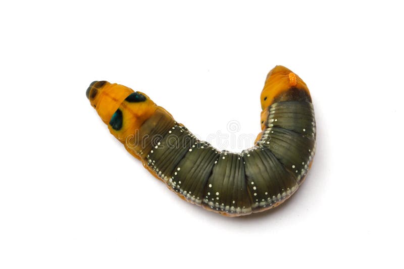 Top View Caterpillar Oleander Hawk Moth Daphnis Nerii White Background ...