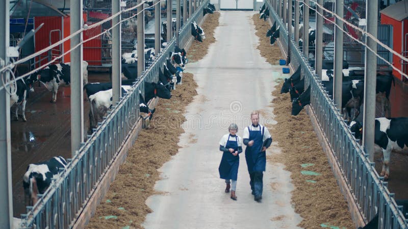 Top View of a Cattle Barn with Two Farmers Walking through it Stock ...