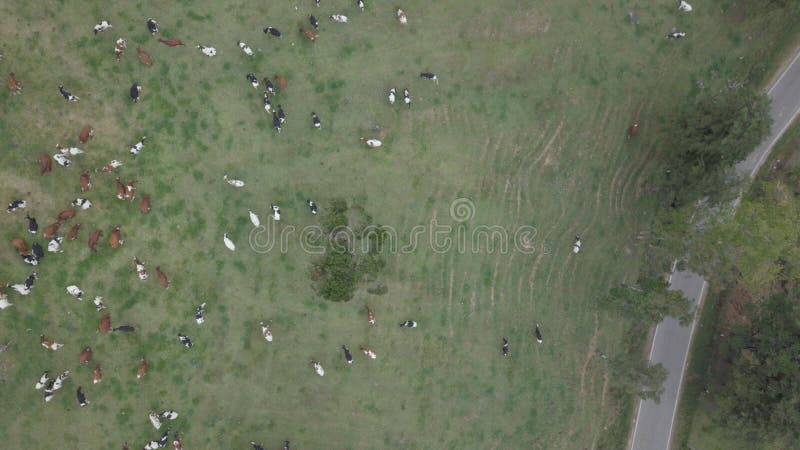 Top View of a Cattle Herd on a Pasture Field in a Rural Area Stock ...