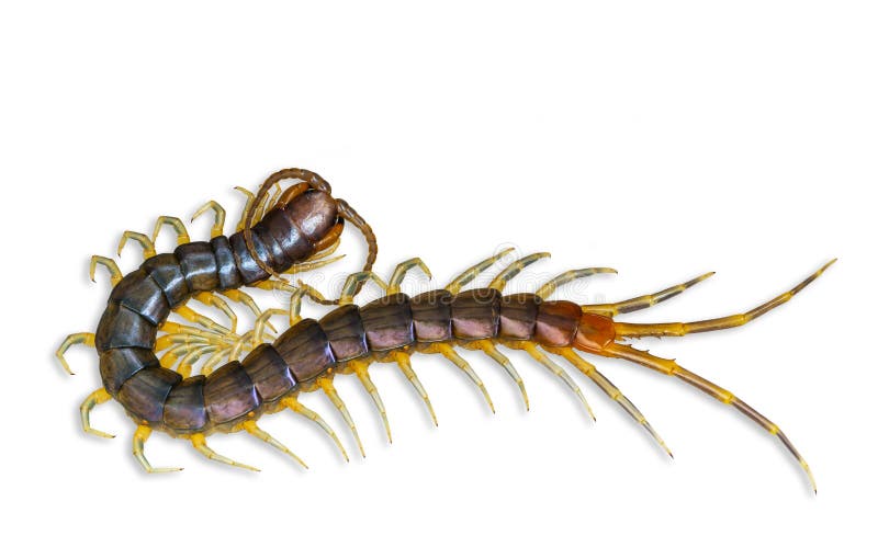 The Top View of Centipede Isolated on White Background and Clipping ...