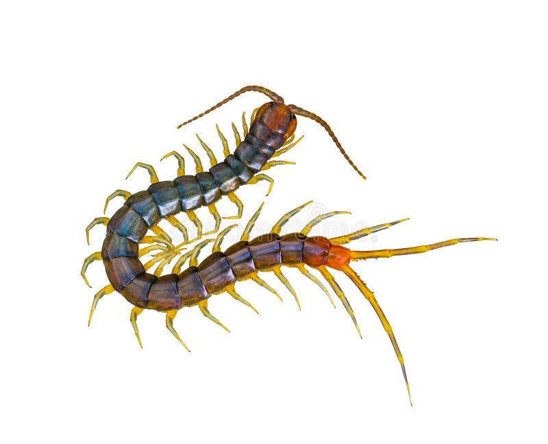 The Top View of Centipede Isolated on White Background and Clipping ...