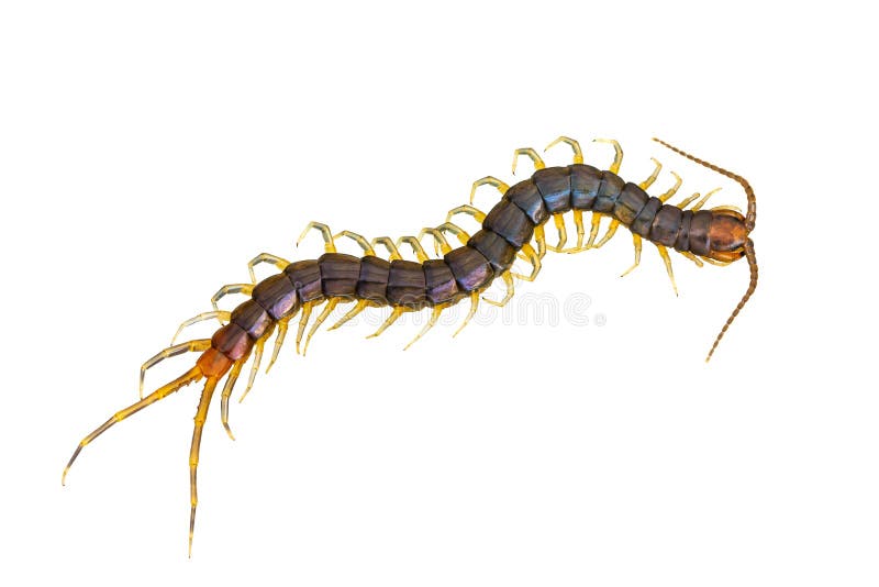 The Top View of Centipede Isolated on White Background and Clipping ...