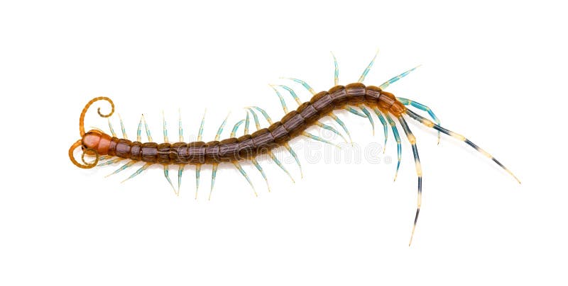 Top View Centipede on White Stock Image - Image of macro, critter: 96223873