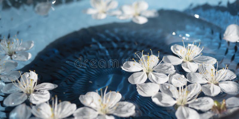 173 Floating Cherry Blossoms Stock Photos - Free & Royalty-Free Stock ...