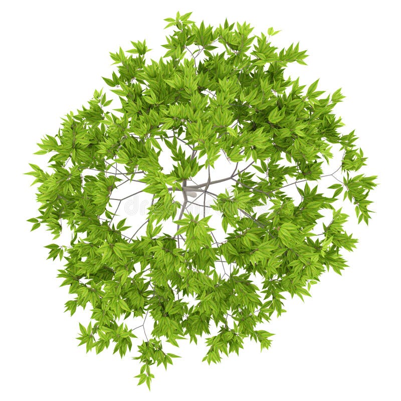 Cherry Tree Isolated on White Background Stock Illustration ...