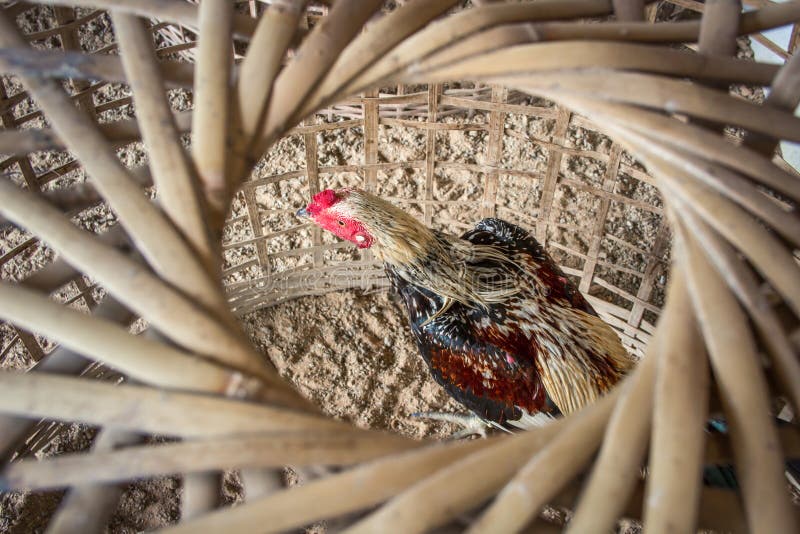 Top View of Chicken in the Coop Stock Image - Image of wood, natural ...
